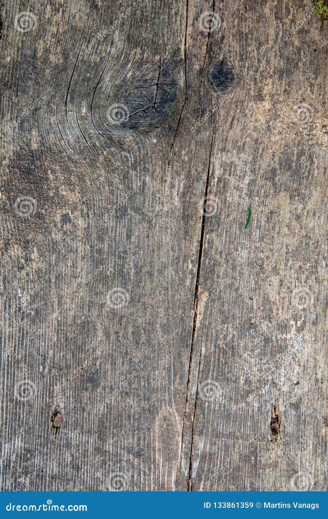 Old Dry Tree Trunk Stomp Texture with Bark Stock Image - Image of rock ...
