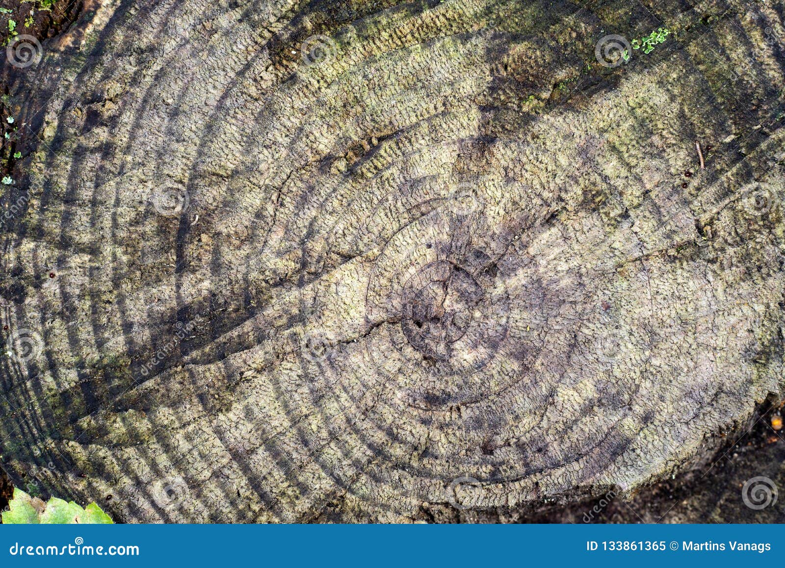 Old Dry Tree Trunk Stomp Texture with Bark Stock Image - Image of stomp ...