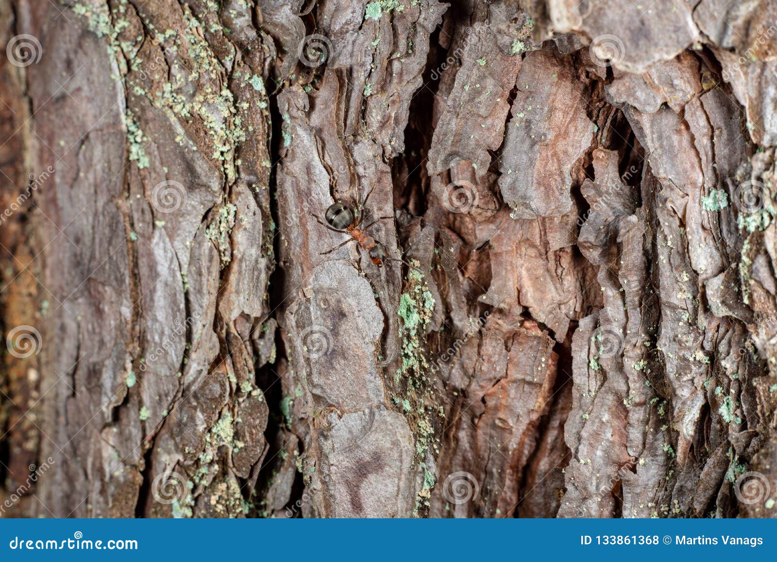 Old Dry Tree Trunk Stomp Texture with Bark Stock Photo - Image of ...