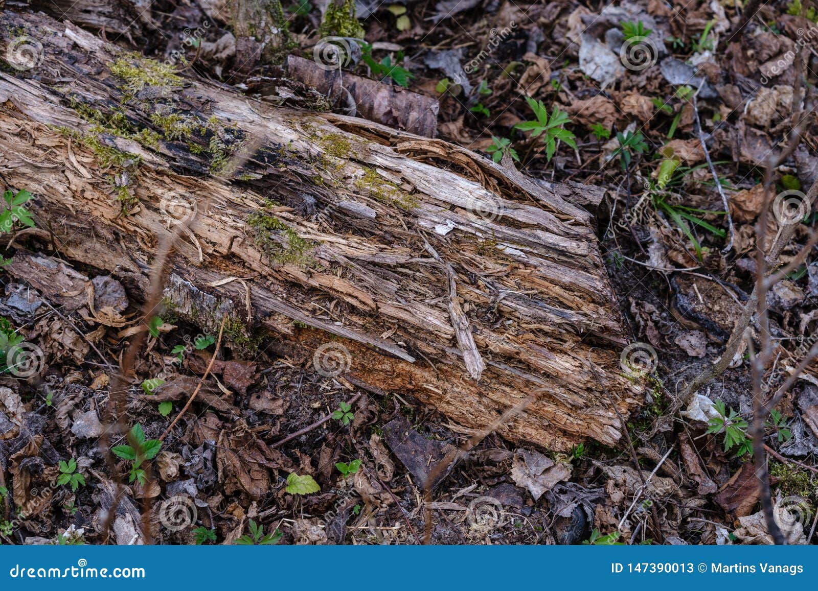 Old Dry Tree Trunks and Stomps in Green Spring Forest Stock Image ...