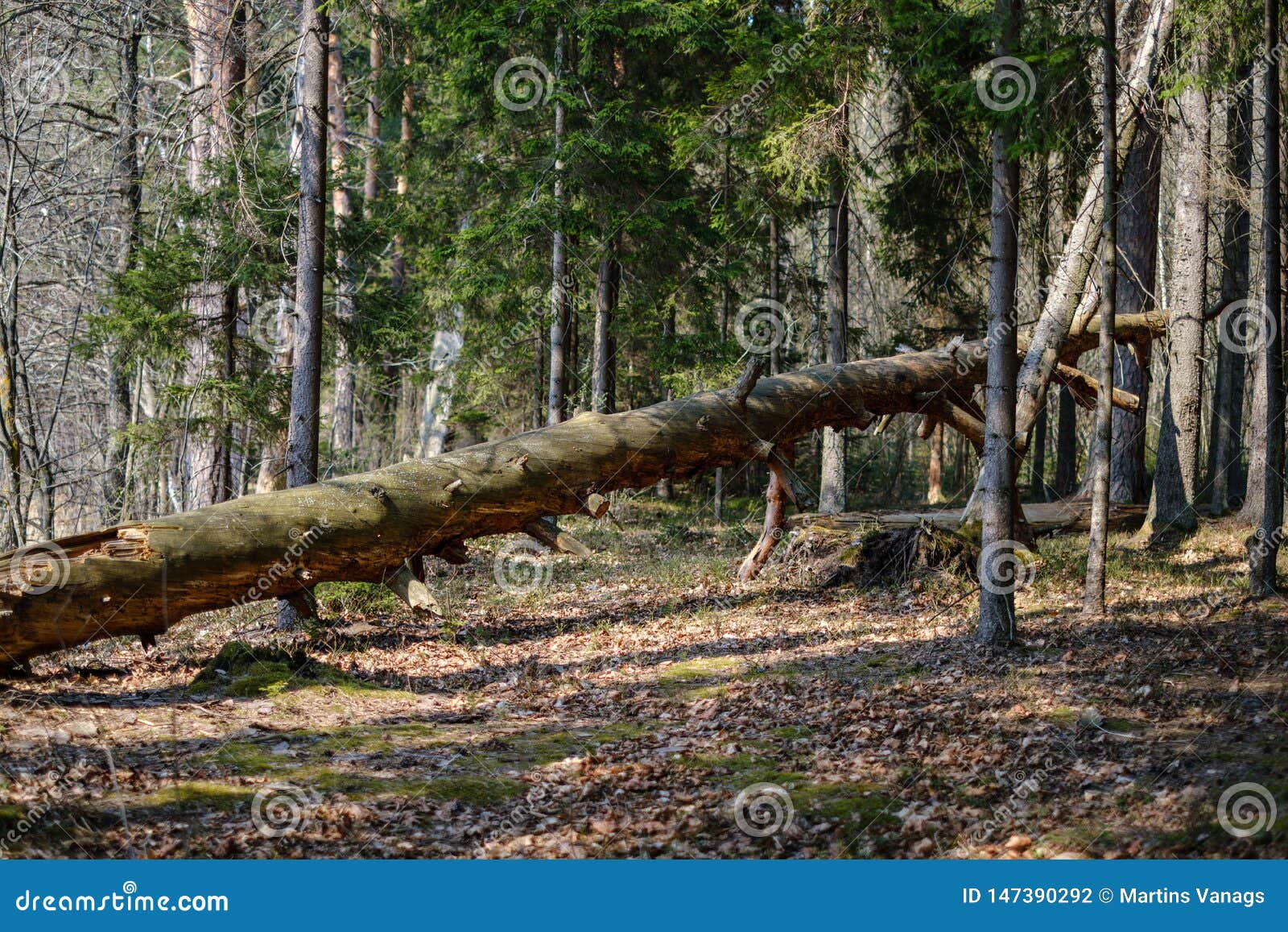 Old Dry Tree Trunks and Stomps in Green Spring Forest Stock Photo ...
