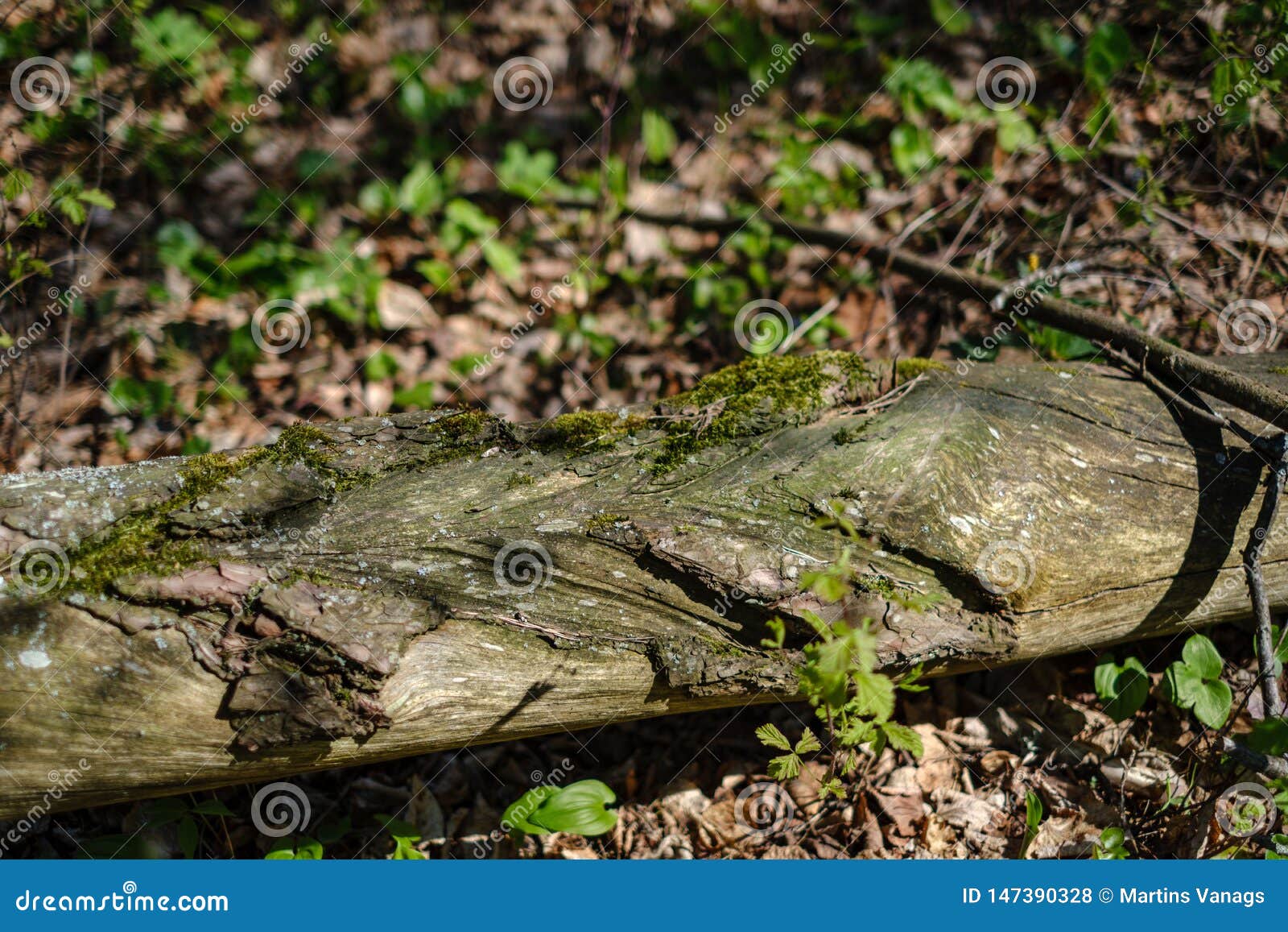 Old Dry Tree Trunks and Stomps in Green Spring Forest Stock Photo ...