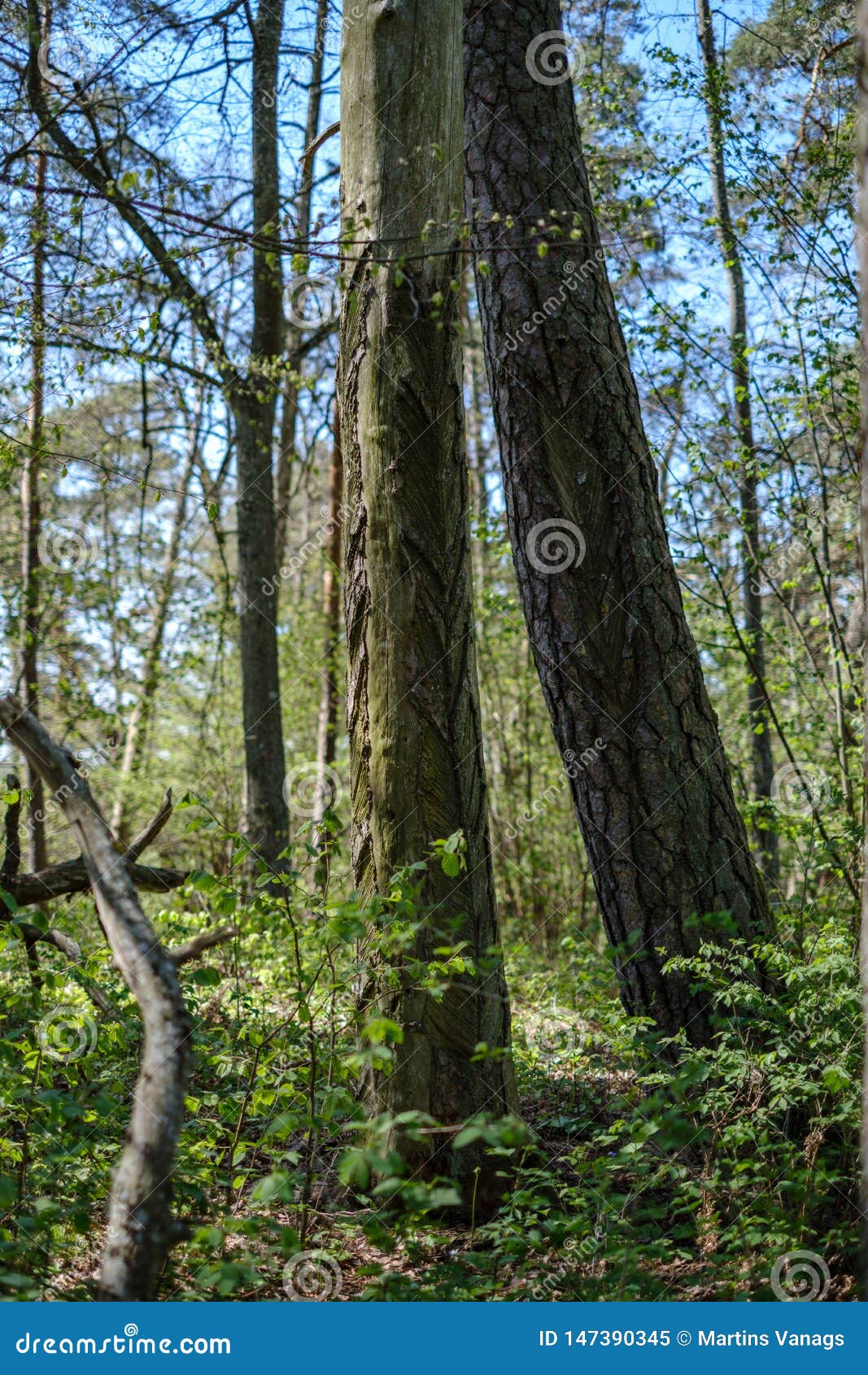 Old Dry Tree Trunks and Stomps in Green Spring Forest Stock Image ...