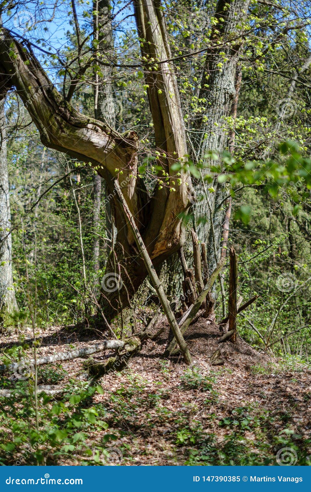 Old Dry Tree Trunks and Stomps in Green Spring Forest Stock Image ...