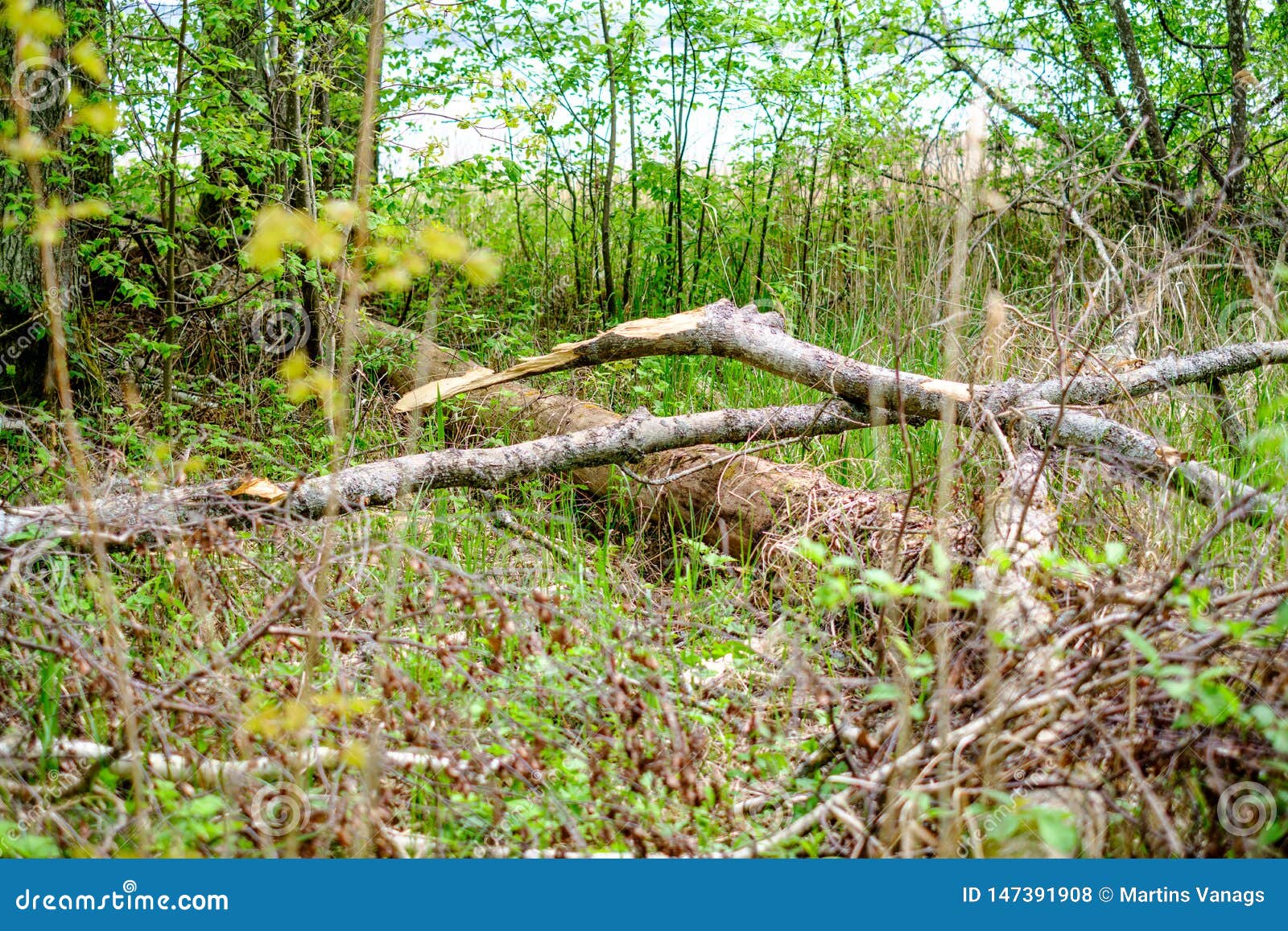 Old Dry Tree Trunks and Stomps in Green Spring Forest Stock Photo ...