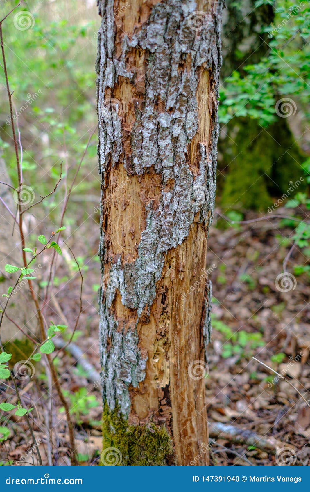 Old Dry Tree Trunks and Stomps in Green Spring Forest Stock Photo ...