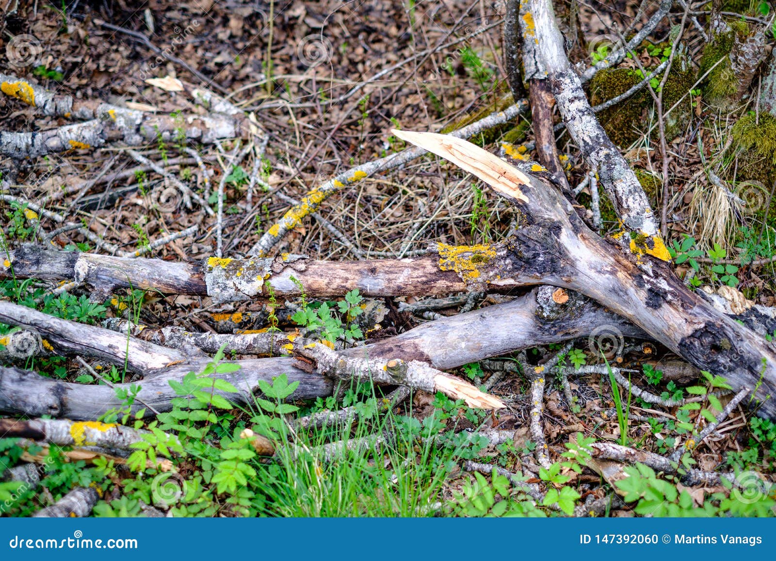 Old Dry Tree Trunks and Stomps in Green Spring Forest Stock Photo ...