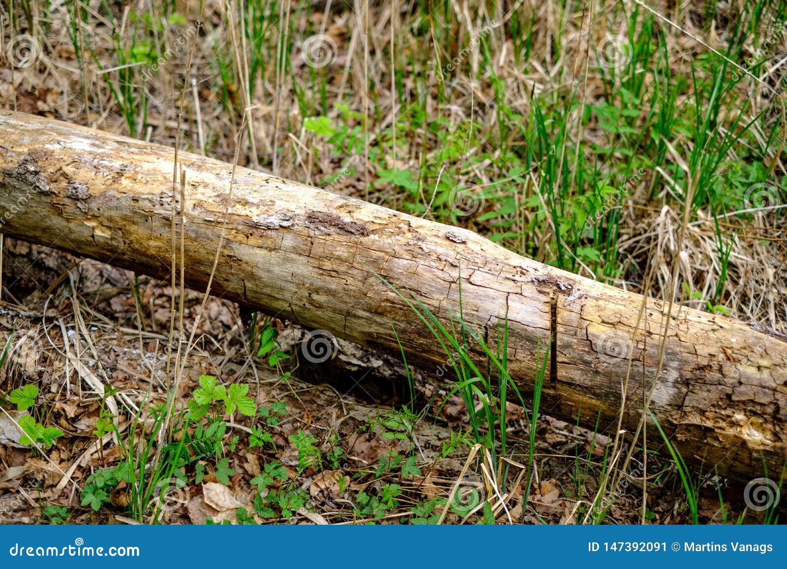 Old Dry Tree Trunks and Stomps in Green Spring Forest Stock Image ...