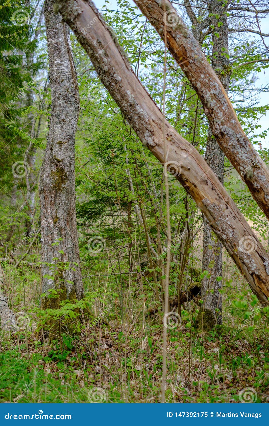 Old Dry Tree Trunks and Stomps in Green Spring Forest Stock Image ...