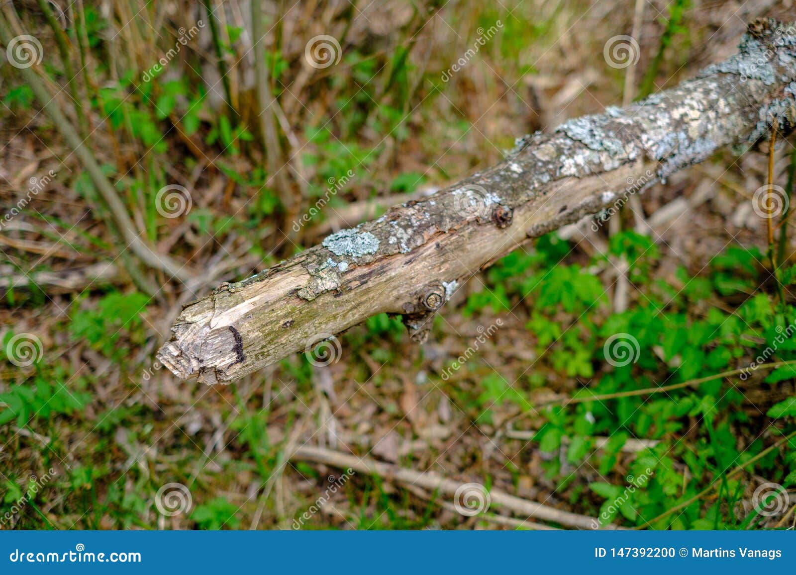 Old Dry Tree Trunks and Stomps in Green Spring Forest Stock Photo ...
