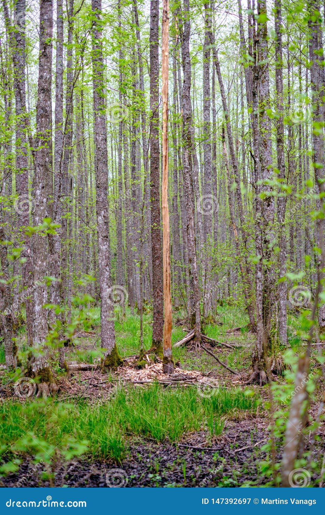 Old Dry Tree Trunks and Stomps in Green Spring Forest Stock Image ...