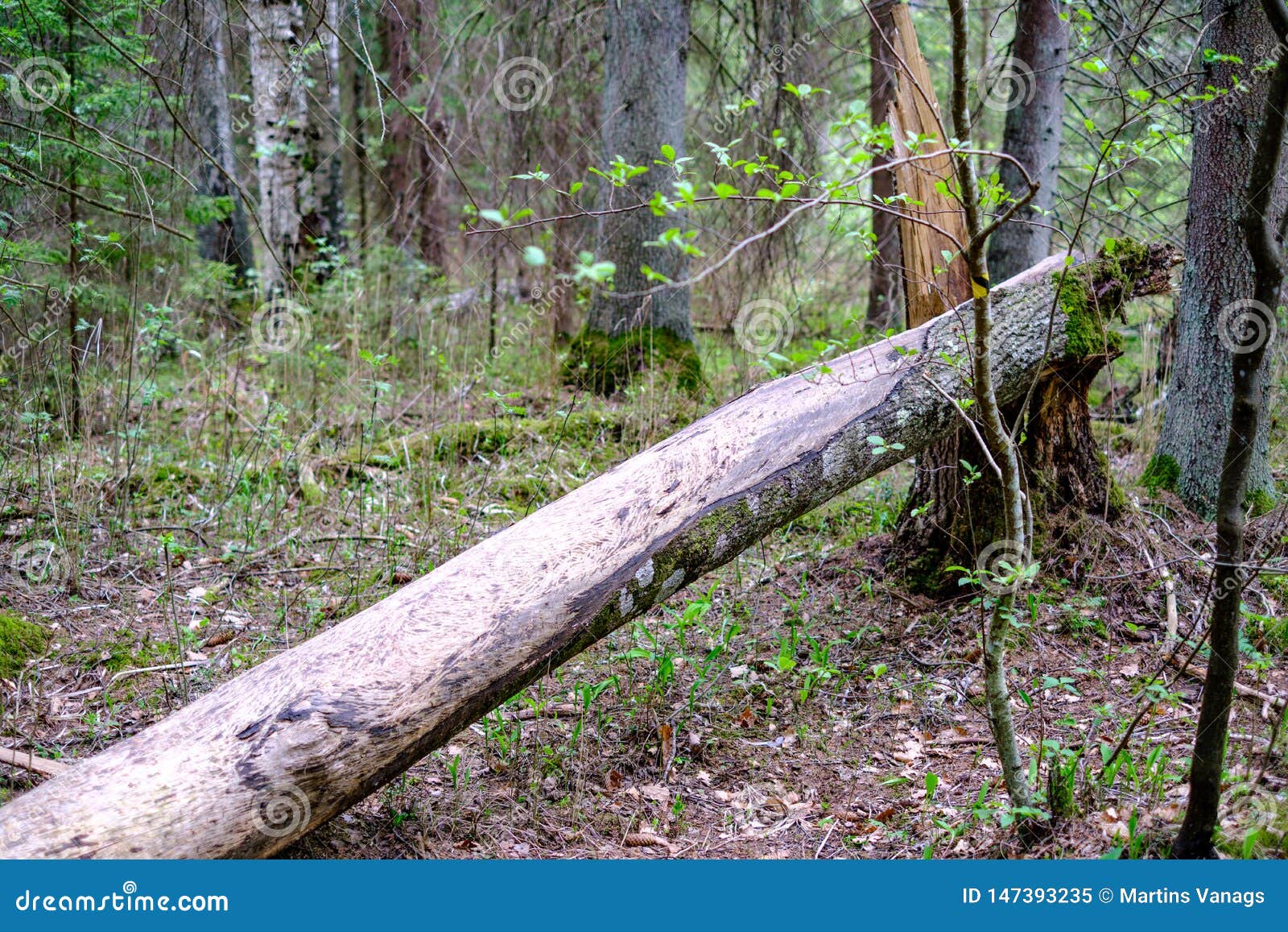 Old Dry Tree Trunks and Stomps in Green Spring Forest Stock Image ...