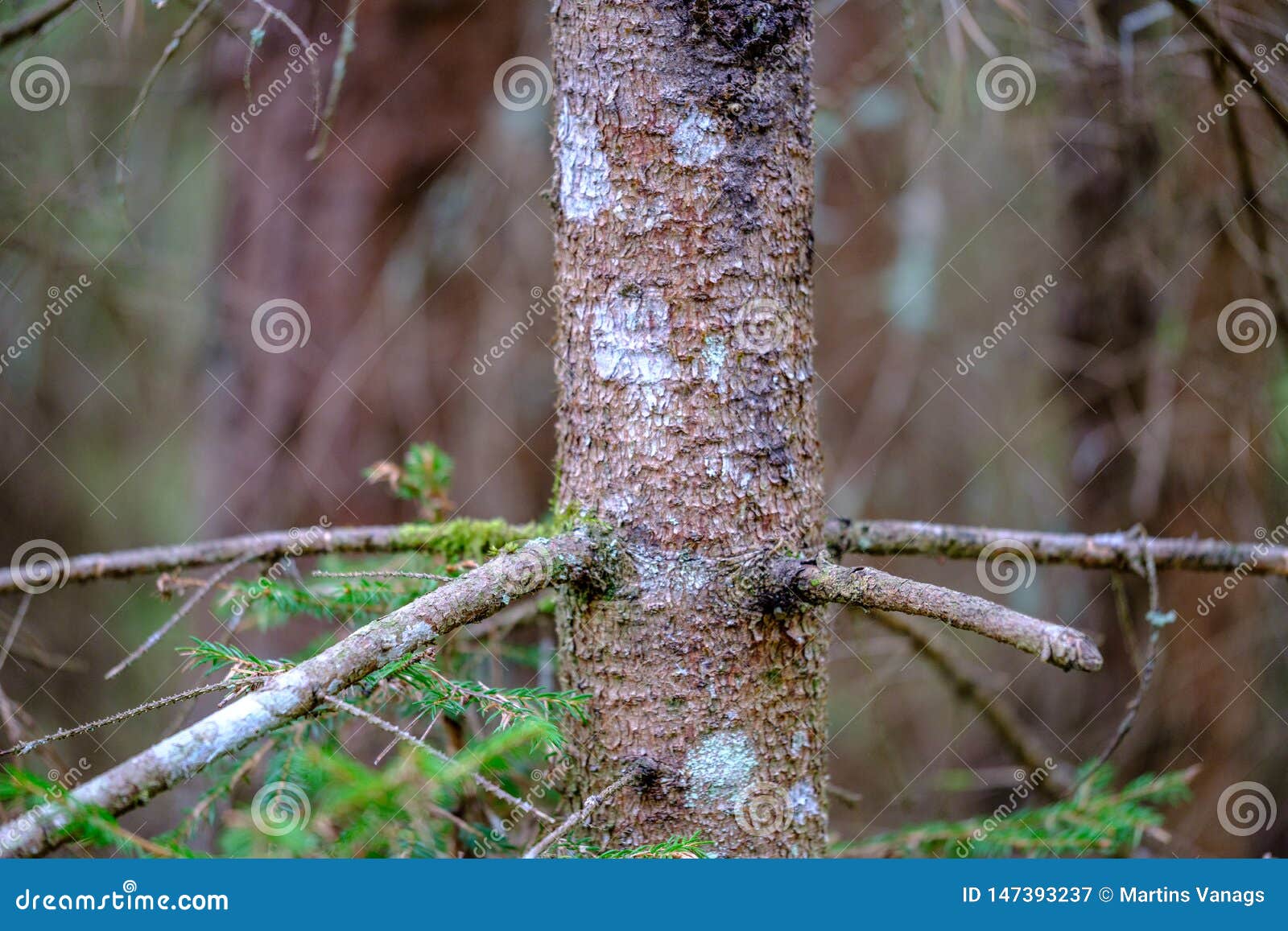 Old Dry Tree Trunks and Stomps in Green Spring Forest Stock Image ...