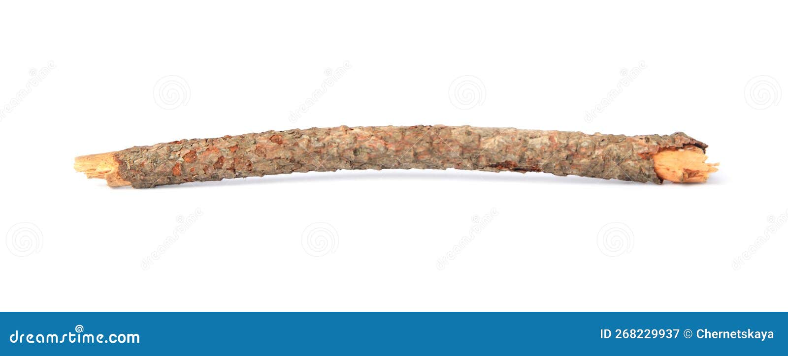 Old Dry Tree Twig Isolated on White Stock Image - Image of camp, nature ...