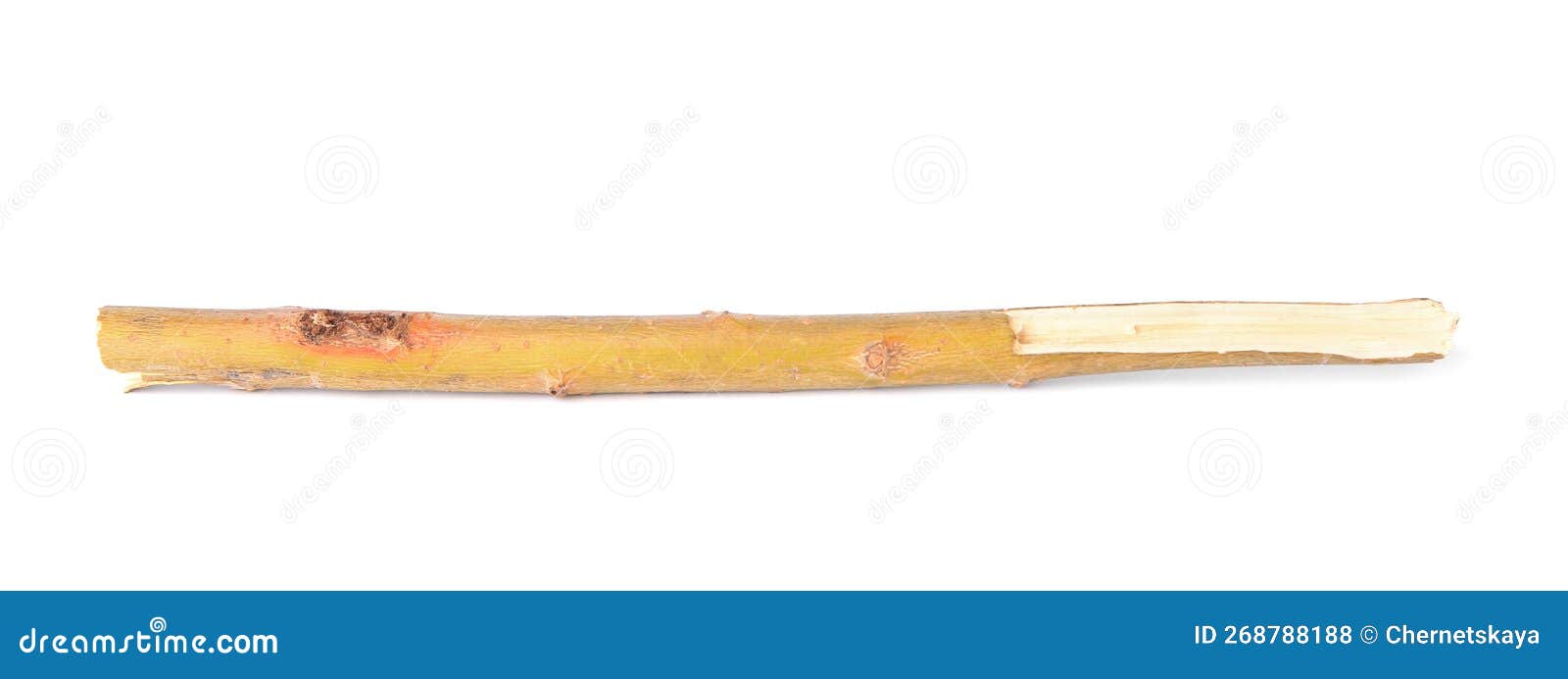 Old Dry Tree Twig Isolated on White Stock Photo - Image of nature, arid ...