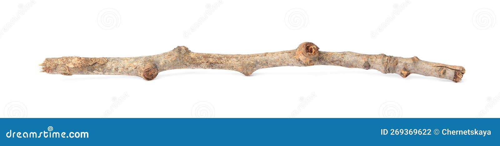Old Dry Tree Twig Isolated on White Stock Photo - Image of season ...
