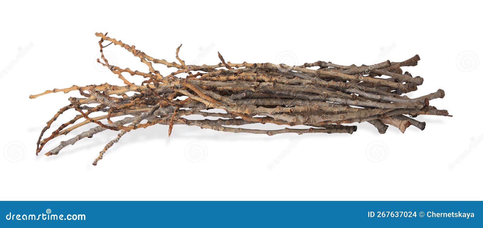 Old Dry Tree Twigs Isolated on White Stock Photo - Image of forest ... Old Dry Tree Twigs Isolated on White Stock Photo - Image of forest ...