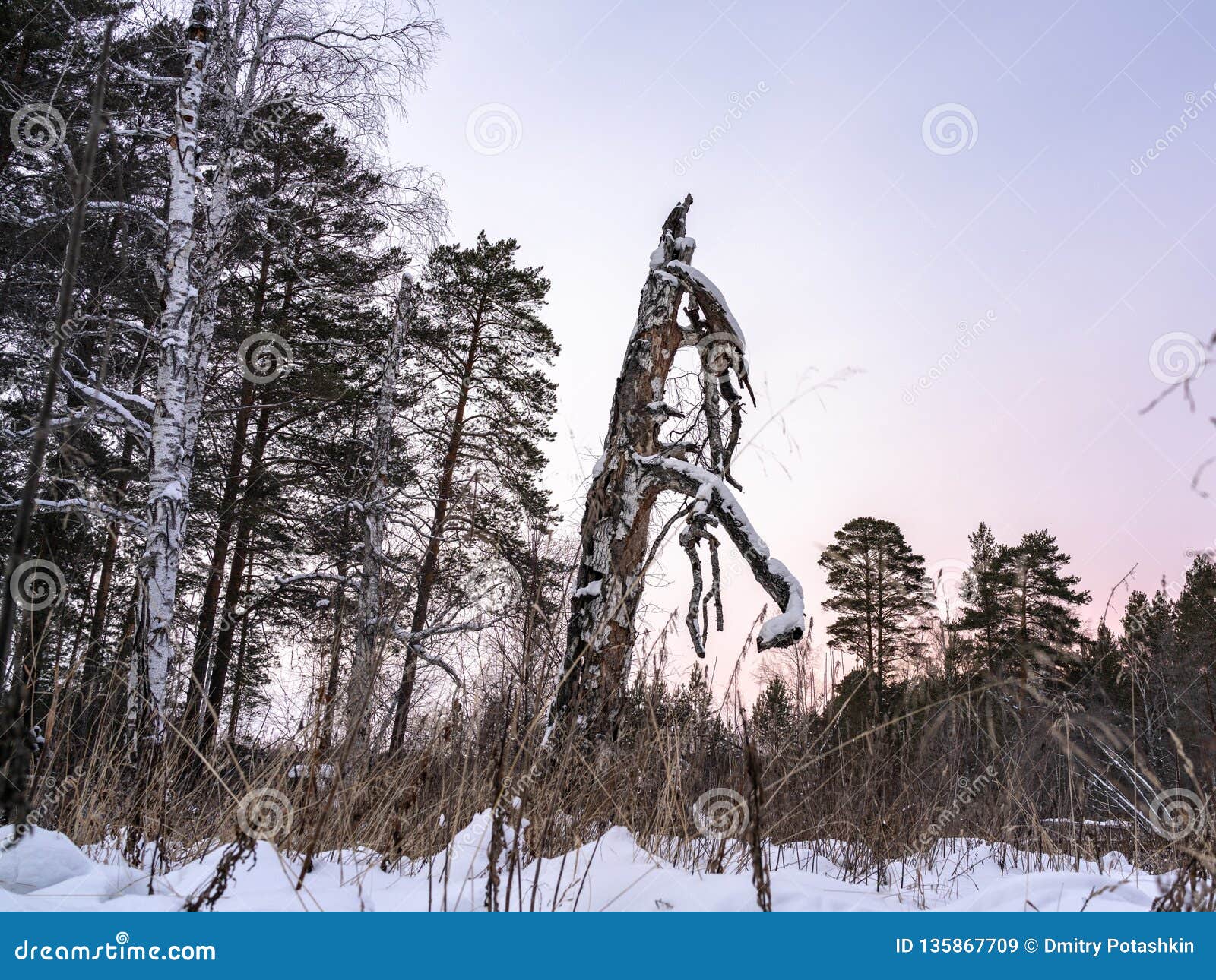 The Old Dry Tree in Winter Forest Stock Image - Image of environment ...