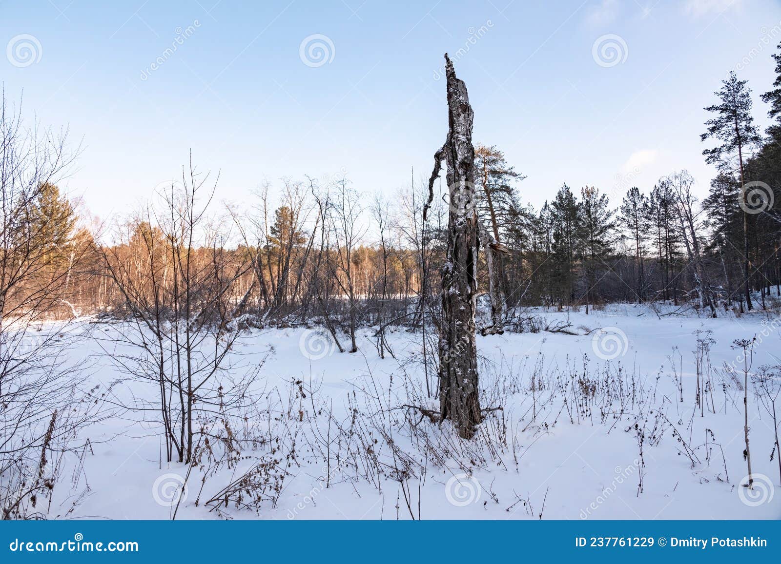 The Old Dry Tree in Winter Forest Stock Image - Image of nature, naked ...