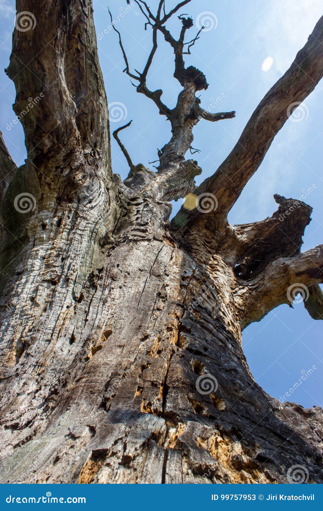 Old dry unique oak stock image. Image of nature, beautiful - 99757953