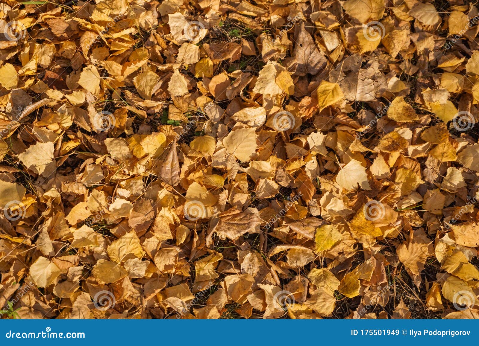 Old Dry Yellow Fallen Leaves on the Ground. Background Texture Stock ...