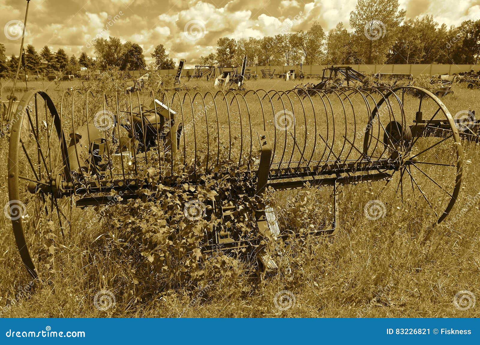 Old Dump Rake Surrounded by Weeds and Long Grass Stock Image - Image of ...