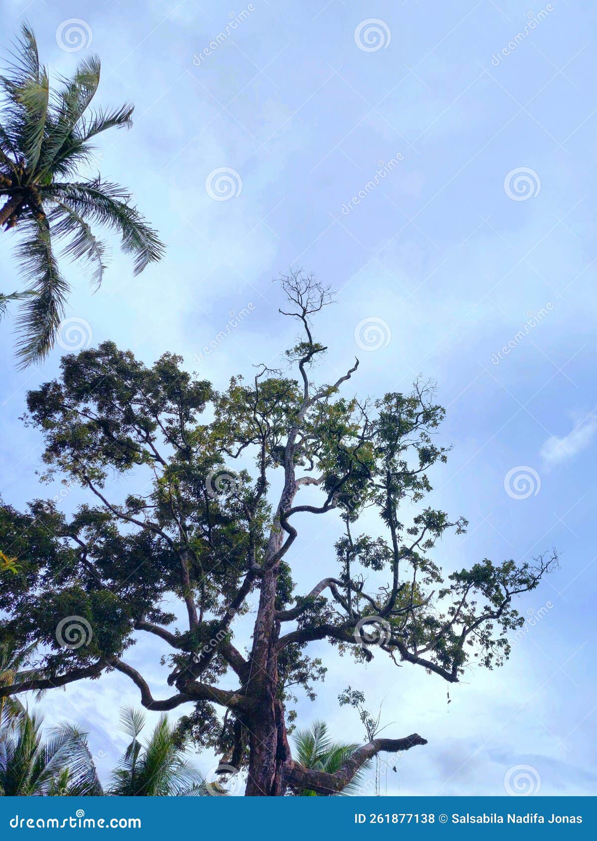 An Old Durian Tree and Coconut Tree with Light Blue Sky. Stock Photo ...
