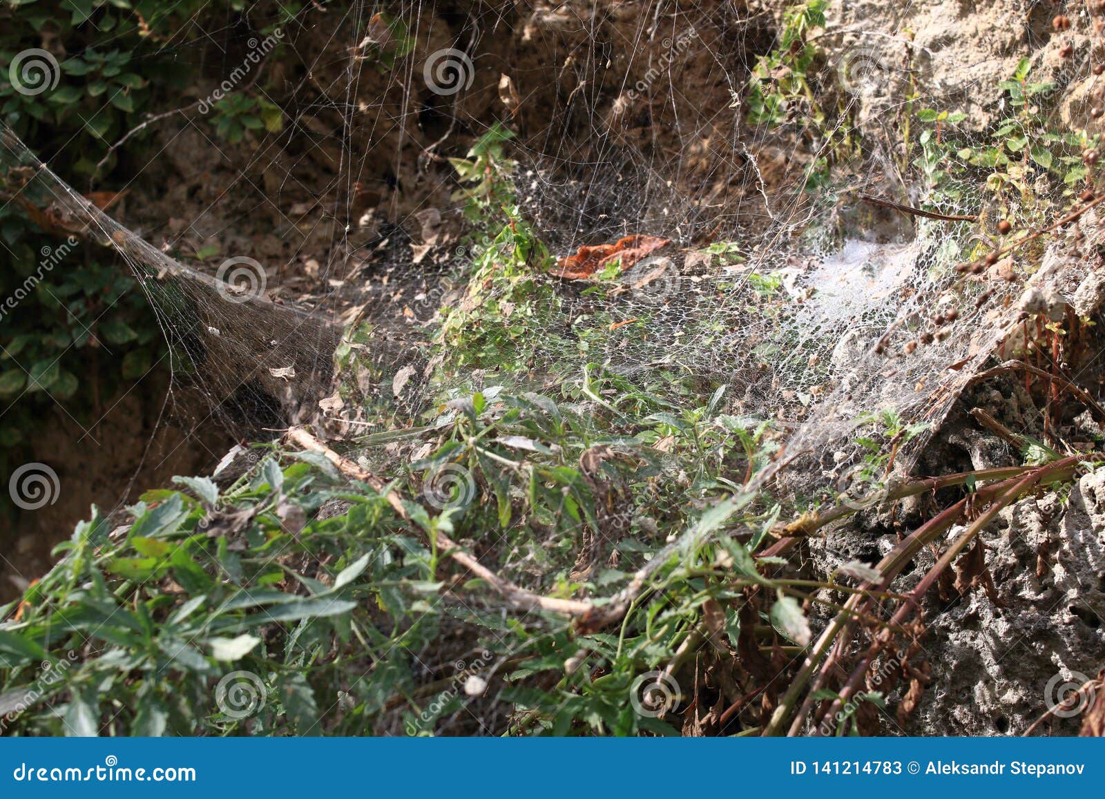 Old Dusty Spider Web in a Forest Stock Image - Image of forest, natural ...