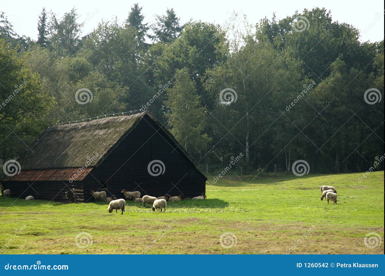 Old dutch sheep farm stock photo. Image of dream, green - 1260542