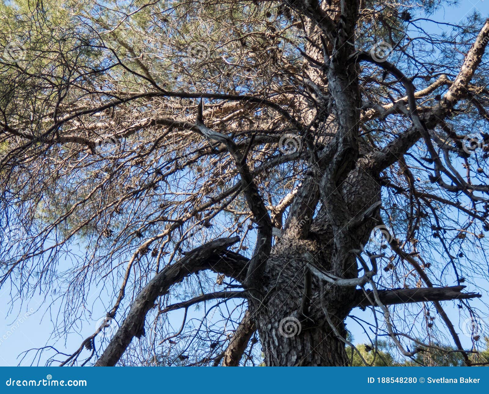 Old Dying Pine Tree in the Spanish Forest.Damaged by Processionary ...