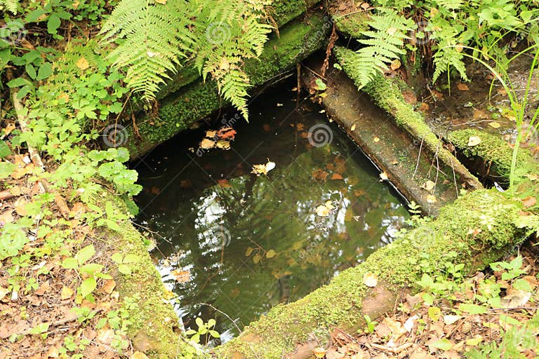 Old Dying Spring in the Forest Stock Image - Image of nature, source ...