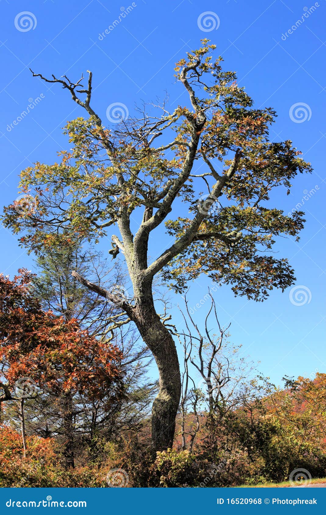 Old dying tree stock photo. Image of tall, woods, dying - 16520968