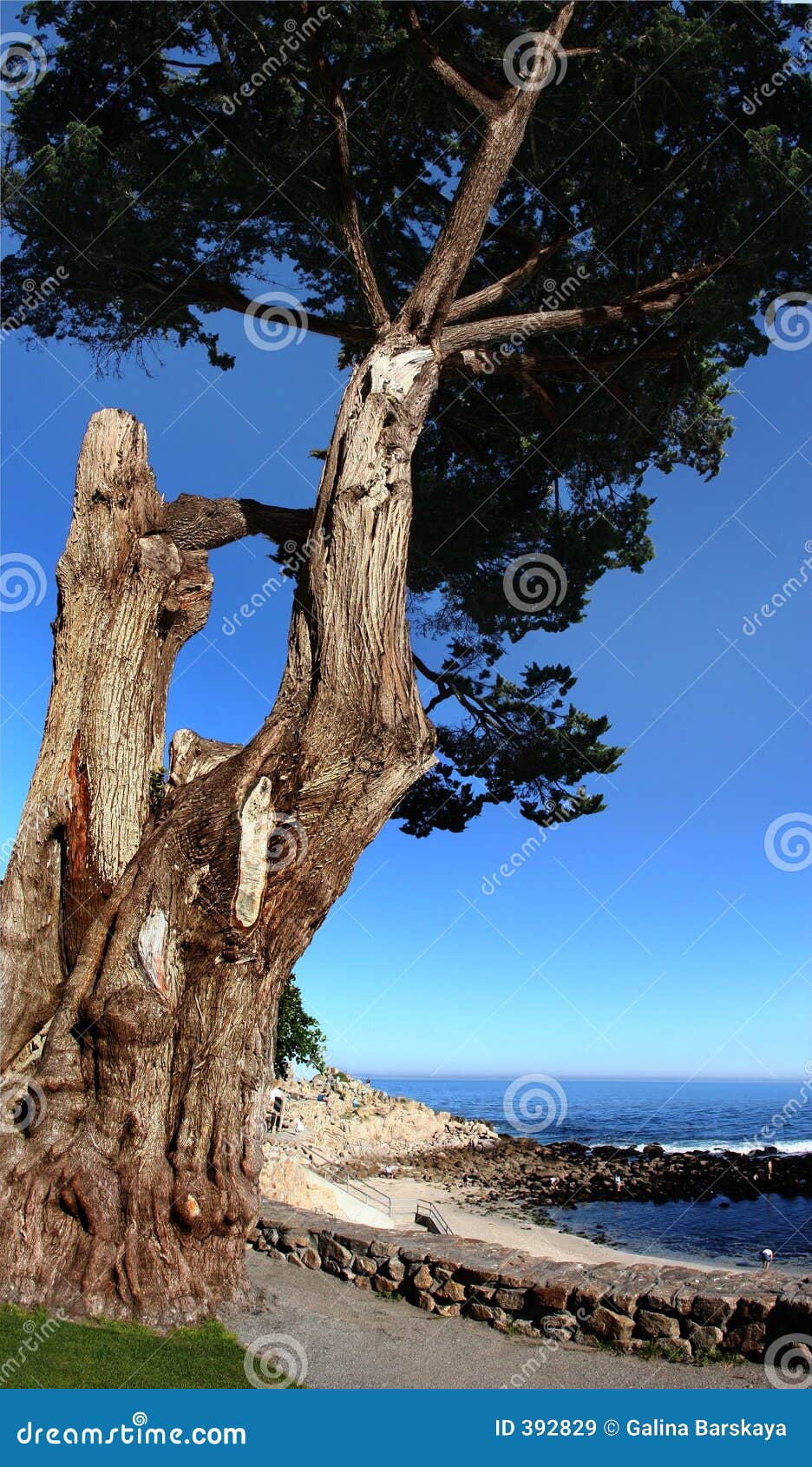 An old dying tree stock image. Image of grow, water, tree - 392829
