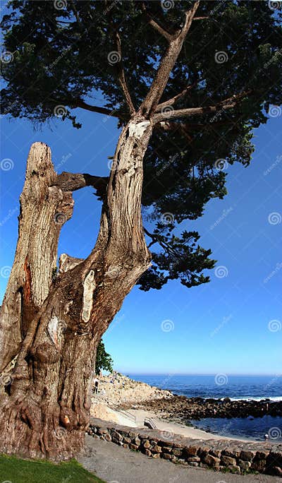 An old dying tree stock image. Image of grow, water, tree - 392829