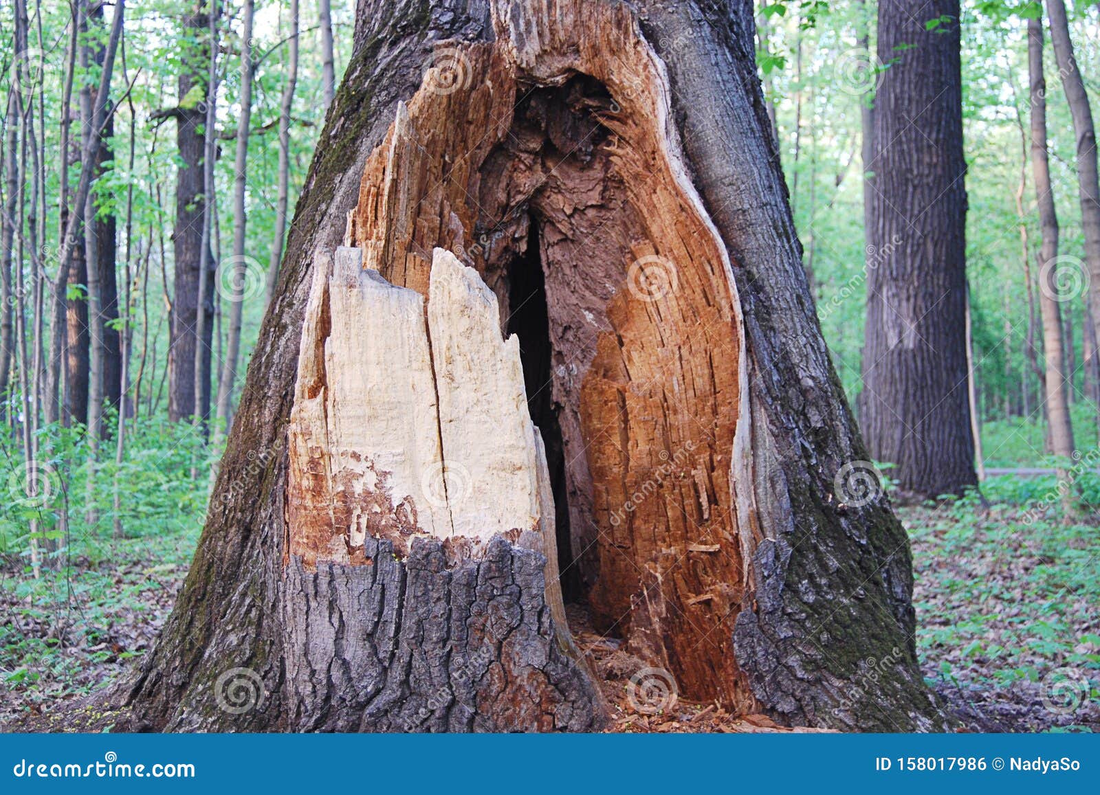 Old Dying Tree with Huge Hollow Trunk, Close Up Stock Photo - Image of ...
