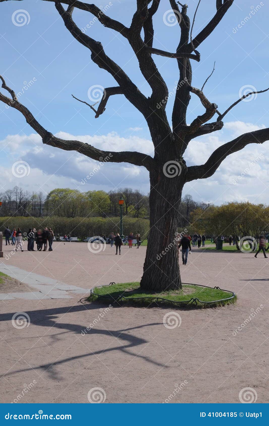 Old dying tree stock image. Image of dying, environment - 41004185