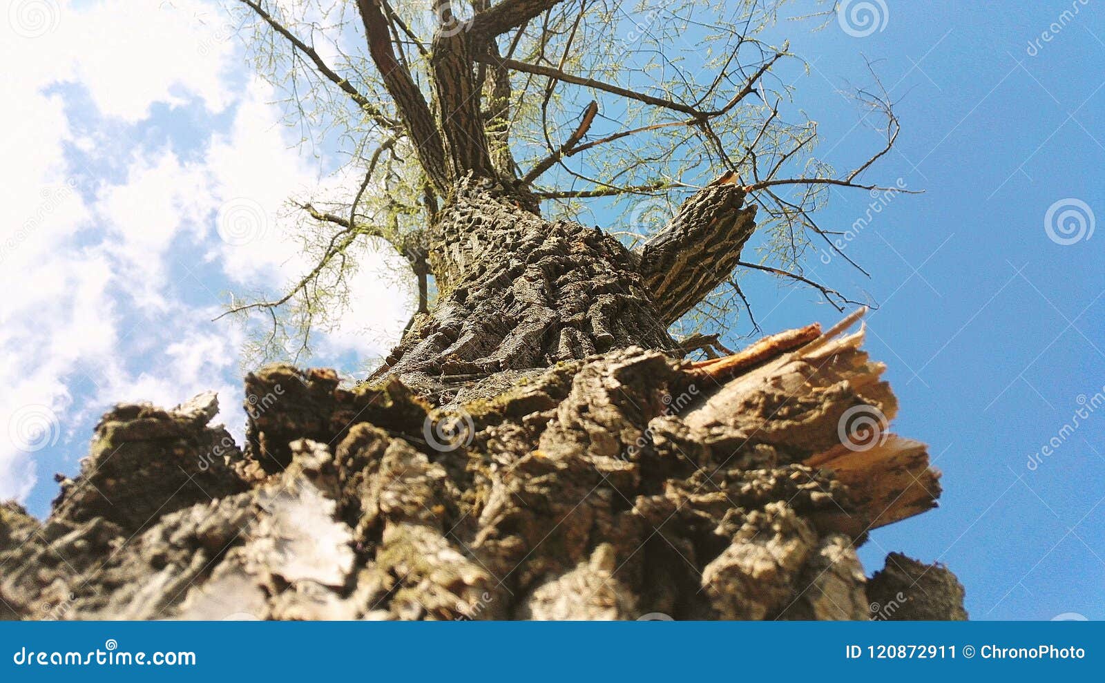 Old dying tree stock image. Image of tree, brown, bark - 120872911