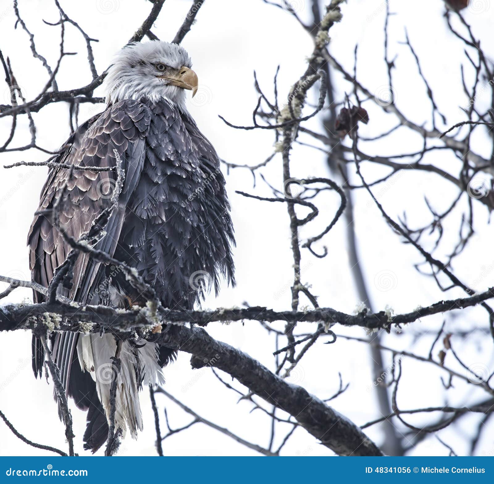 Old Eagle stock photo. Image of wild, dirty, branches - 48341056