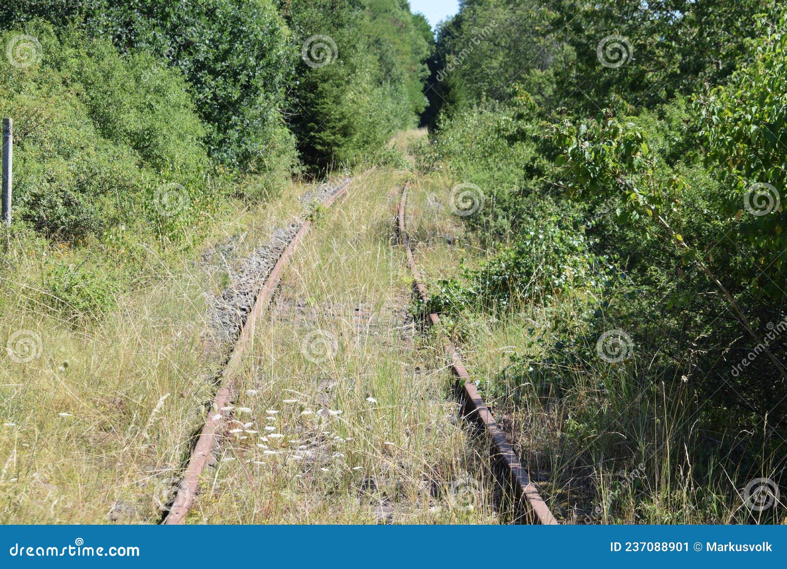 Railroad in dry grass stock image. Image of plant, eifelquerbahn ...