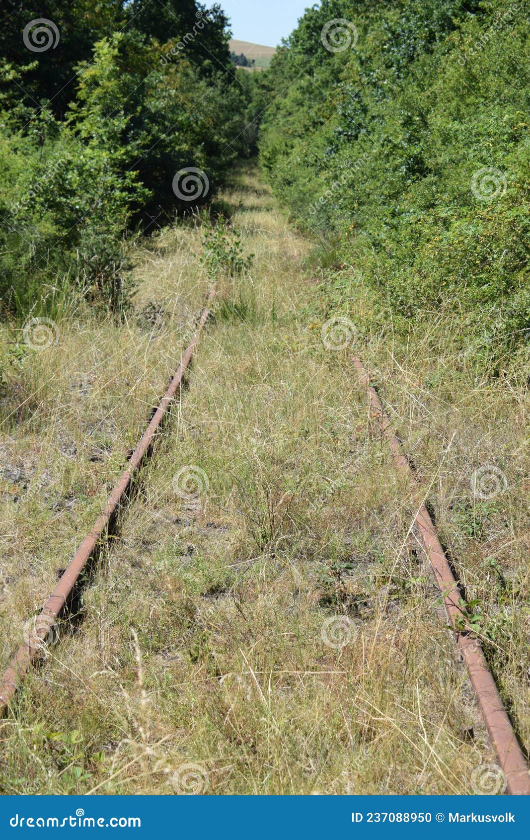 Railroad Covered by Dry Grass between Two Rows of Trees Stock Photo ...
