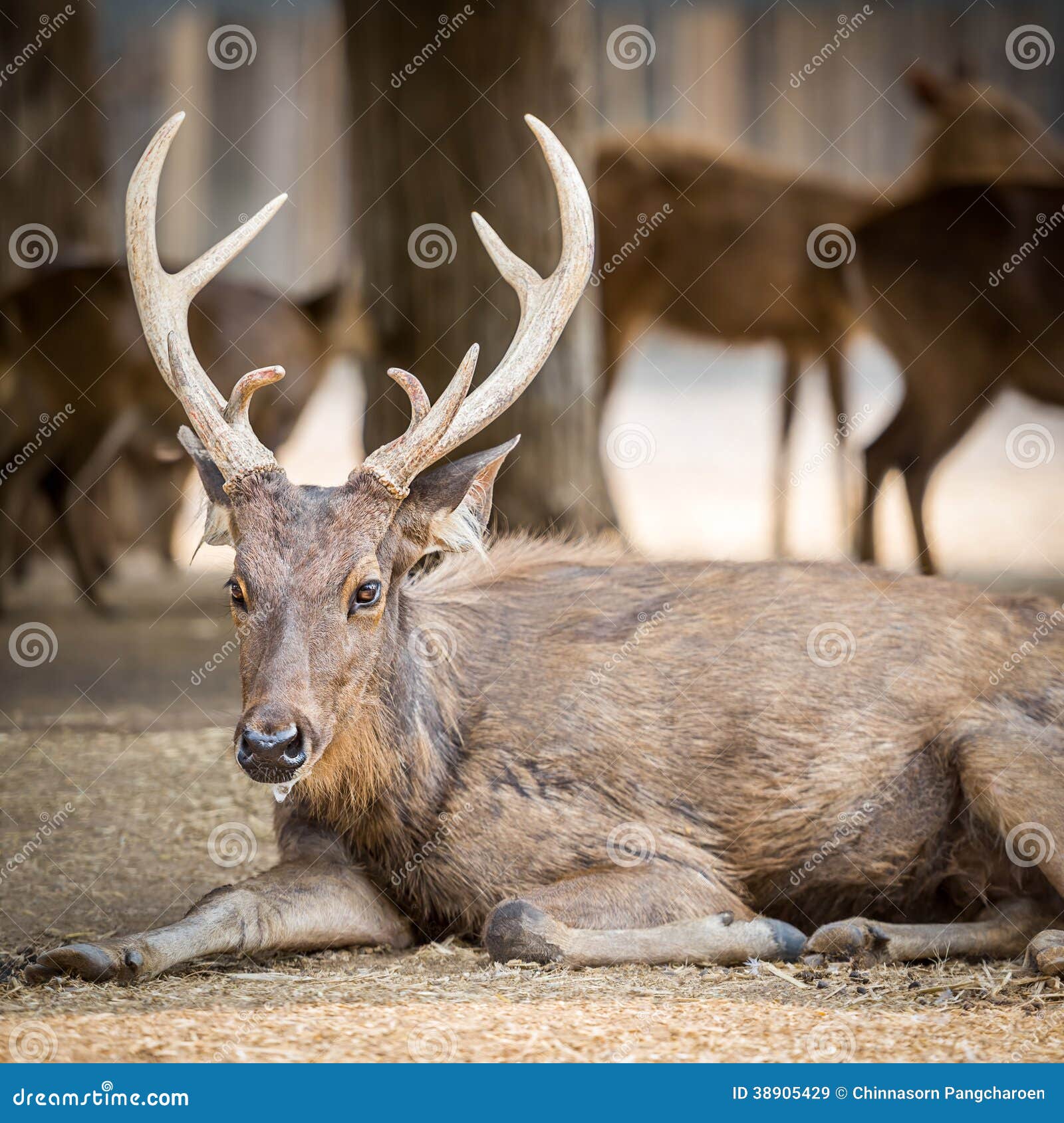 Old eld deer stock image. Image of brown, horned, prostrate - 38905429