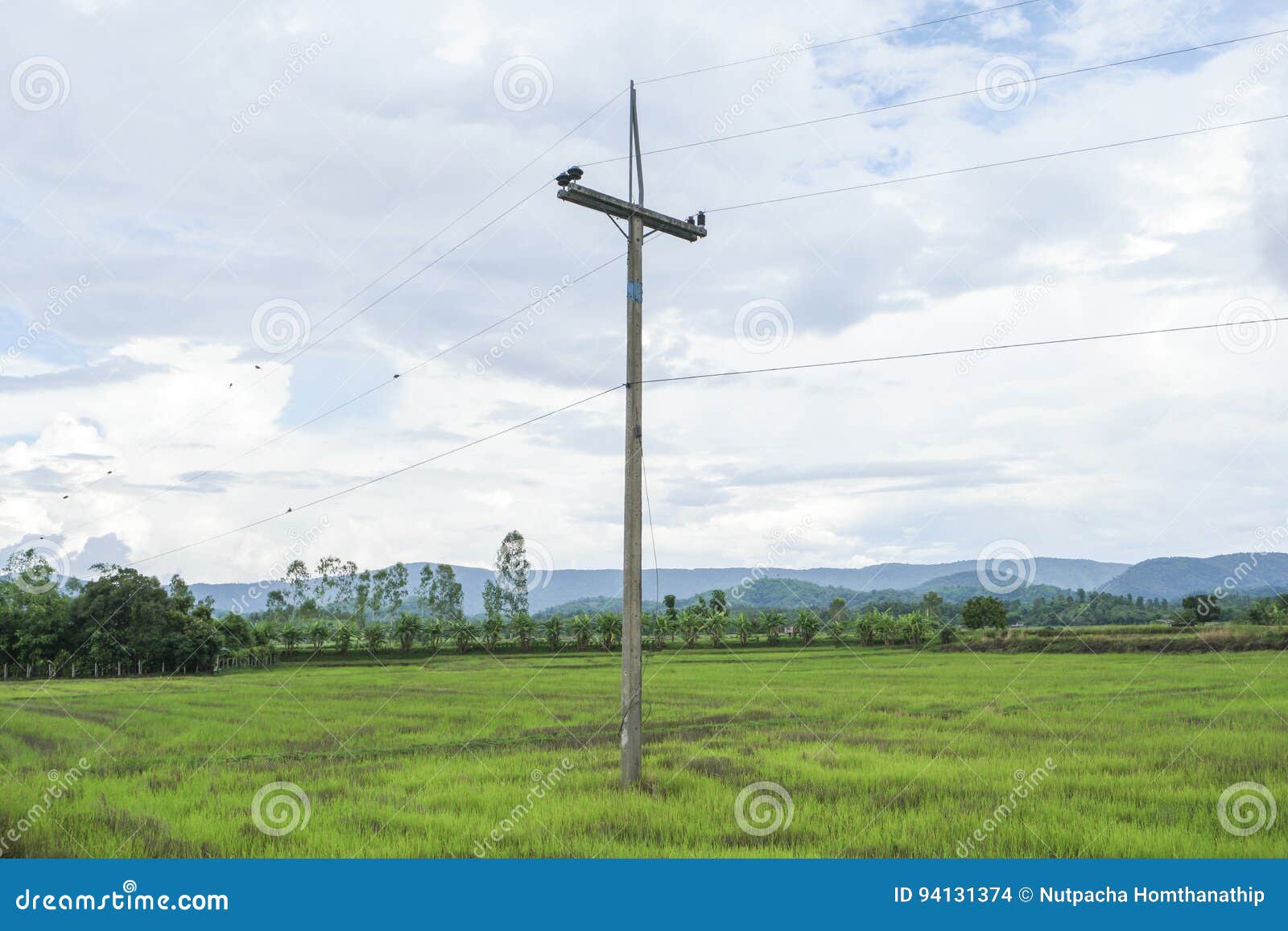 Old Electric Pole in Countryside. Stock Photo - Image of line, grass ...