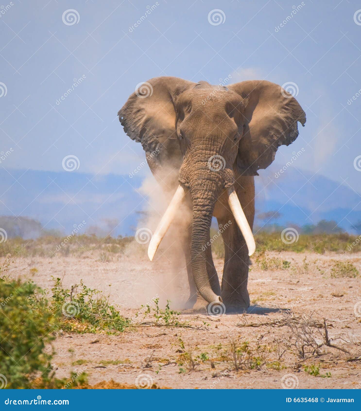 Old elephant stock photo. Image of close, safari, masai - 6635468
