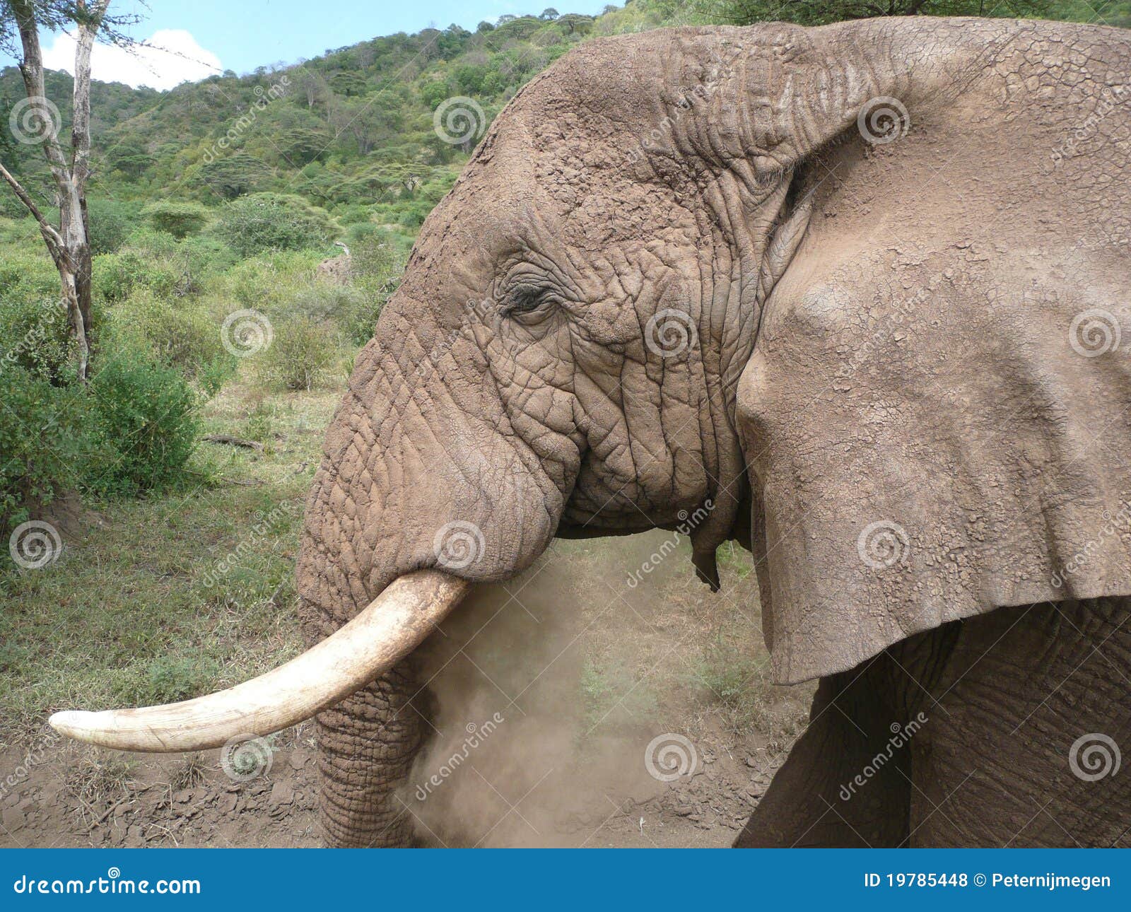 Old Elephant Blows Dust from His Trunk Stock Photo - Image of tourist ...