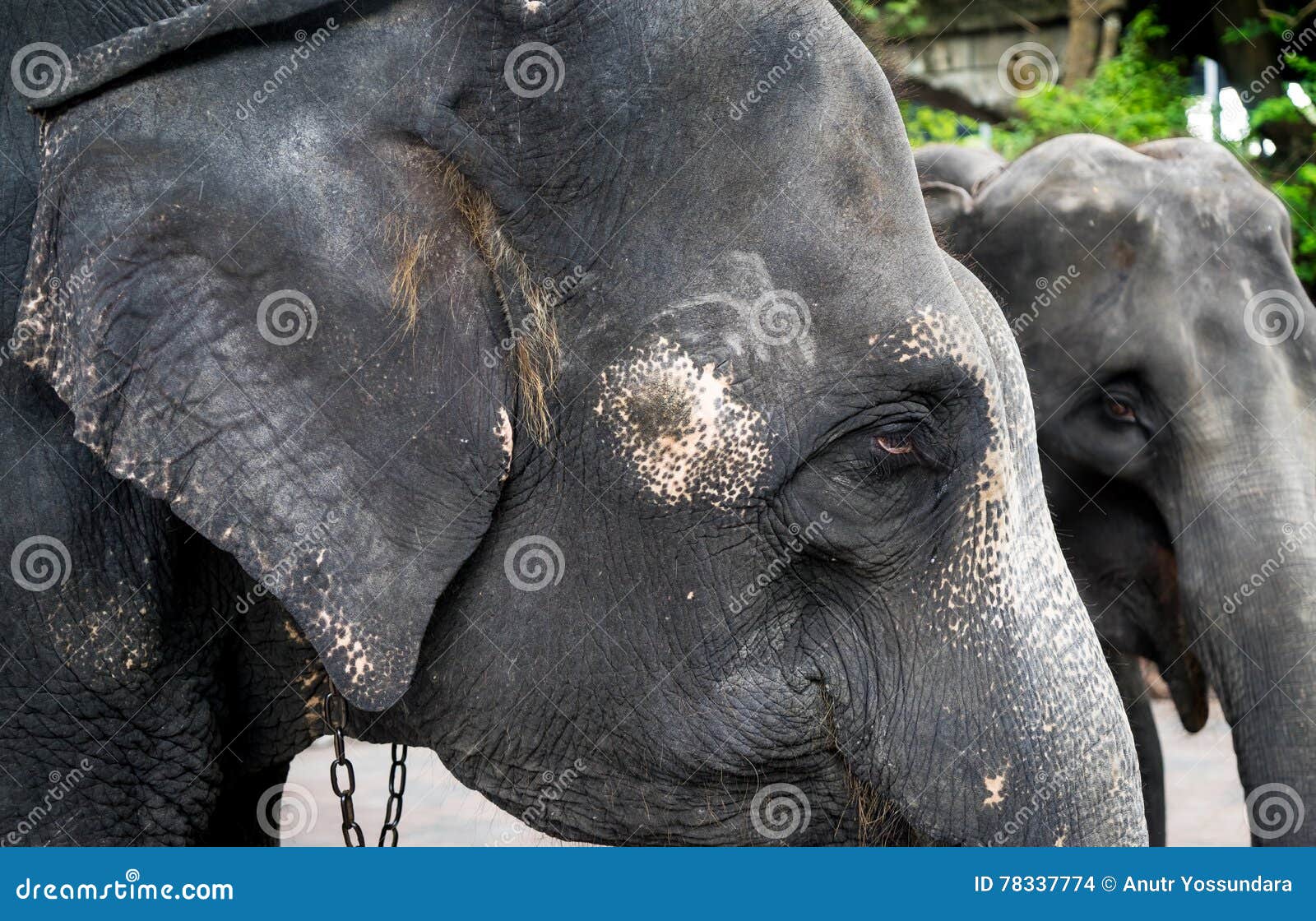 Old Elephant Heads with Neck Chained Stock Photo - Image of chain, baby ...