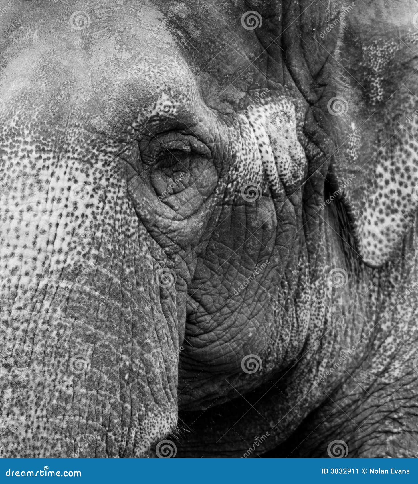 Old Elephant Portrait 2 stock image. Image of elephant - 3832911