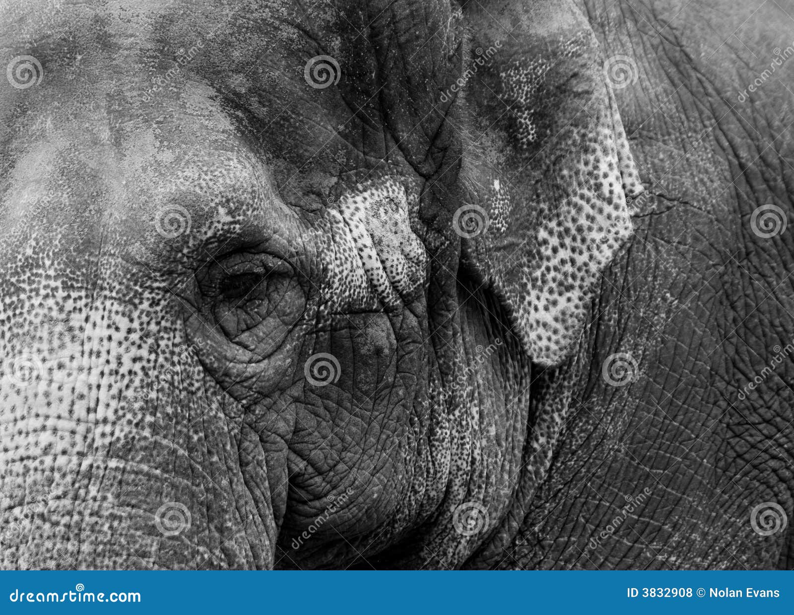 Old Elephant Portrait 6 stock photo. Image of heavy, skin - 3832908