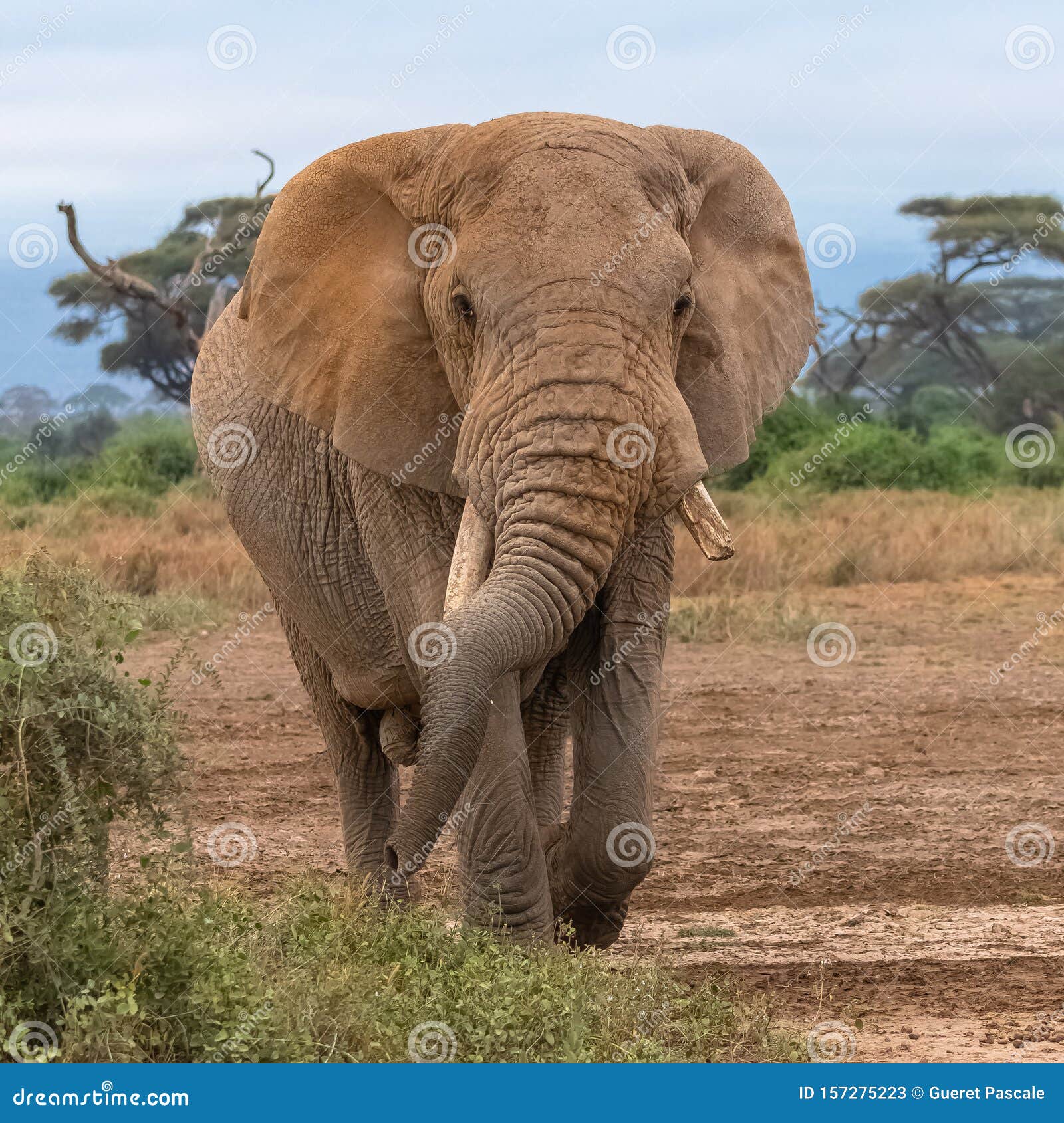 Big dusty elephant stock image. Image of front, feet - 157275223