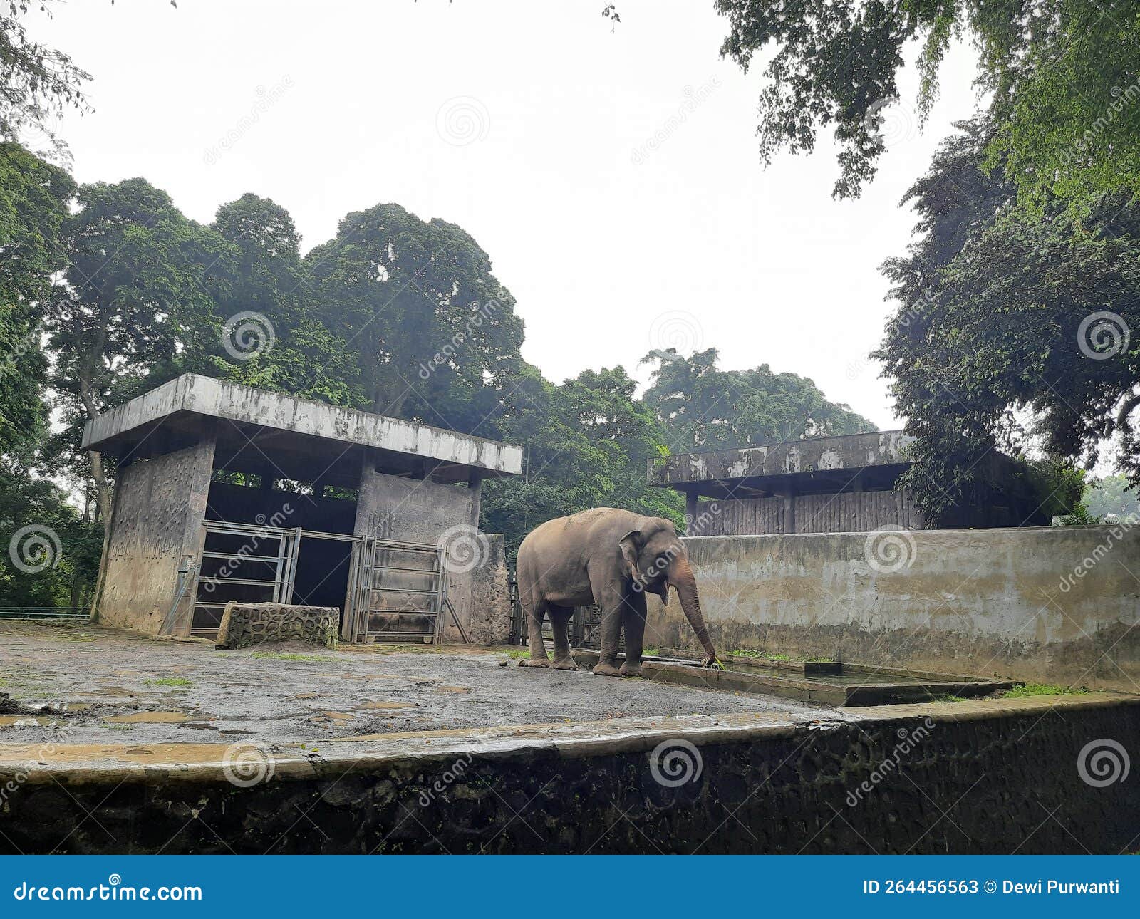 An old elephant in the zoo stock image. Image of temple - 264456563