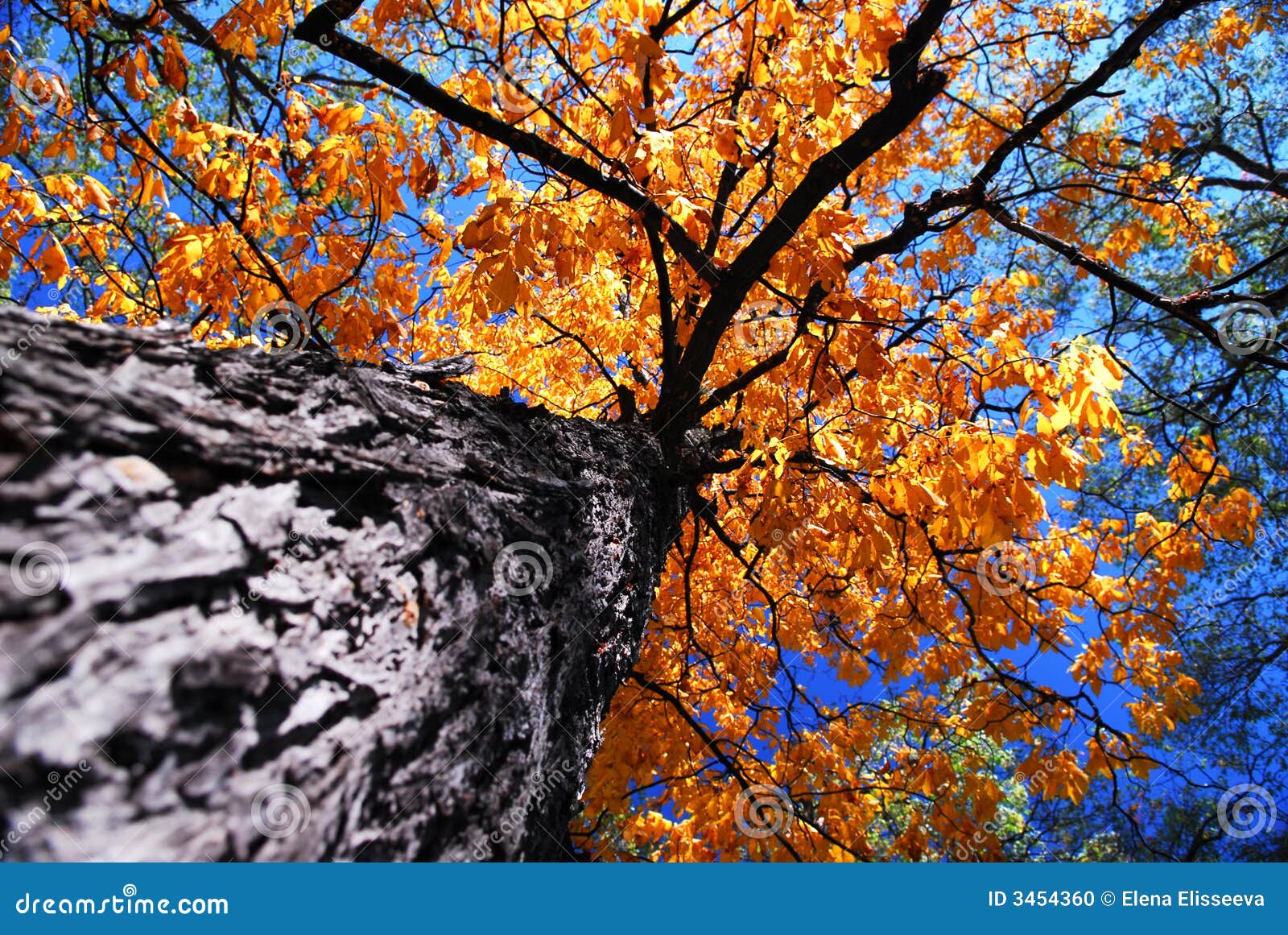 Old elm tree in the fall stock photo. Image of rising - 3454360